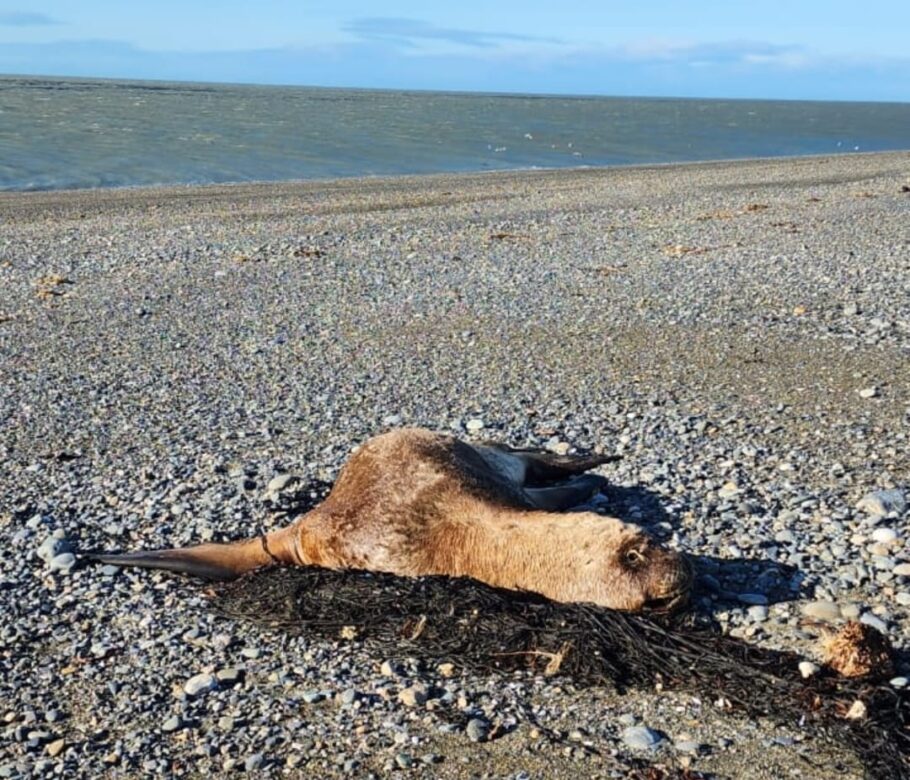 Los lobos marinos muertos en Río Grande son el primer caso de infuenza ...