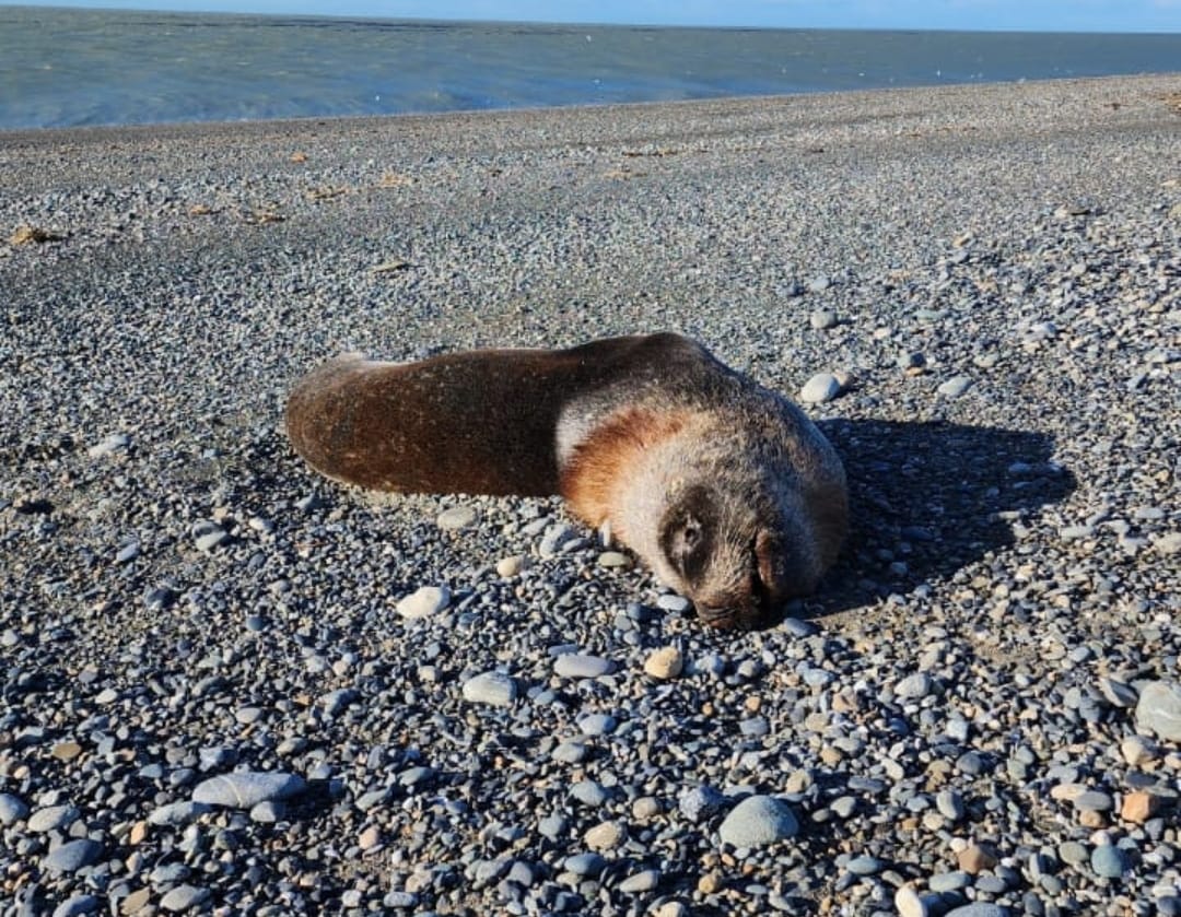 Los lobos marinos muertos en Río Grande son el primer caso de infuenza ...